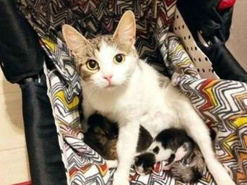 Кошка