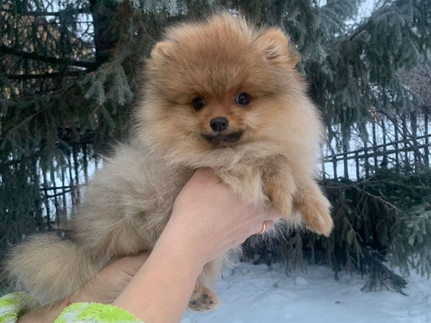 Щенки шпица