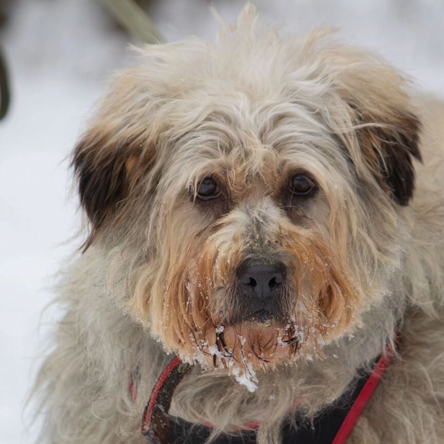 Собака из приюта ищет дом в добрые руки