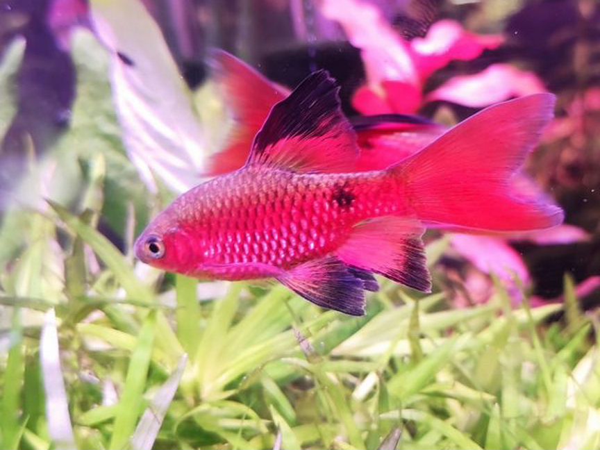 Рыбки. Барбус огненный.Апистограмма электрик Блю