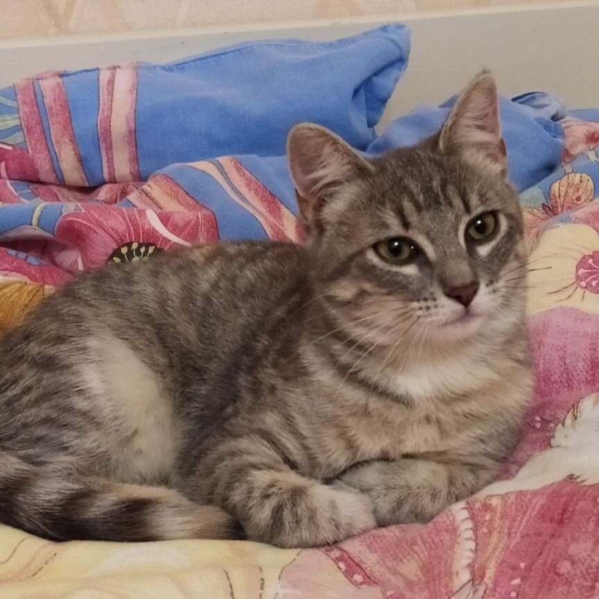 Котëнок пепельного окраса, 5 мес