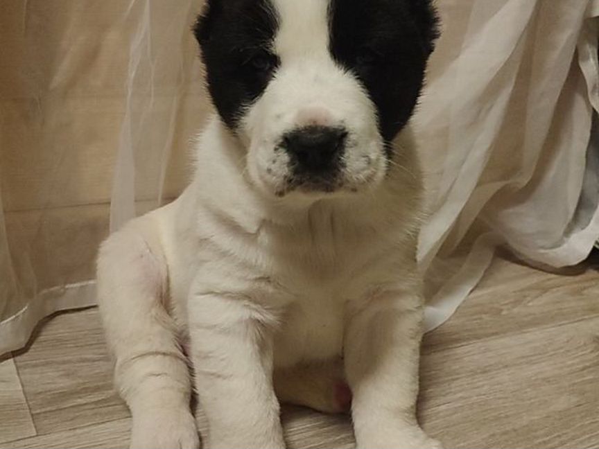 Среднеазиатская овчарка алабай щенки