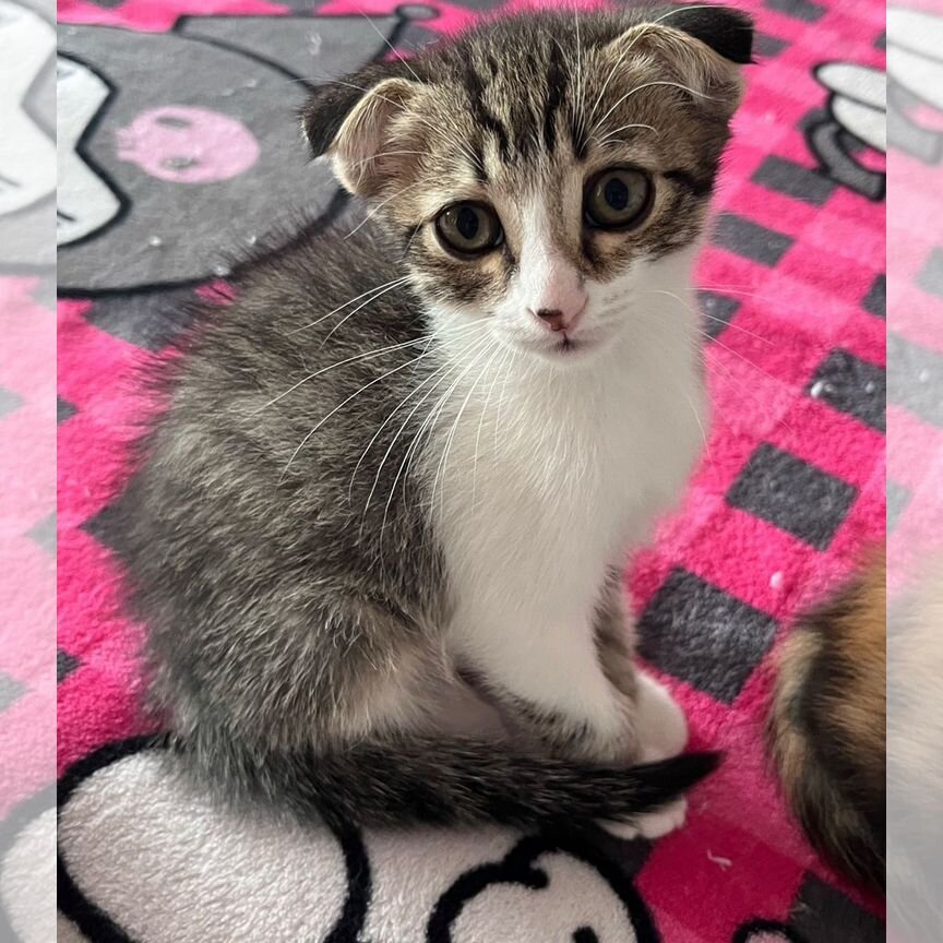 Котёнок в добрые руки