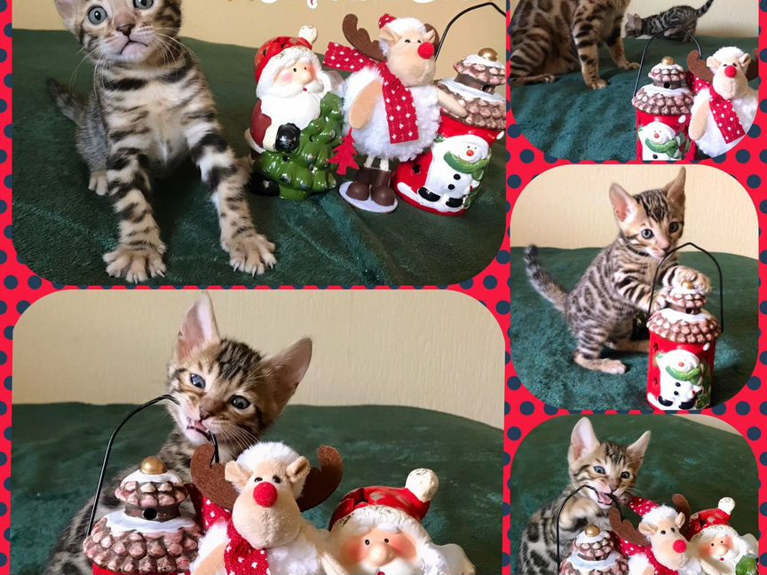 Чистопородные бенгальские котята