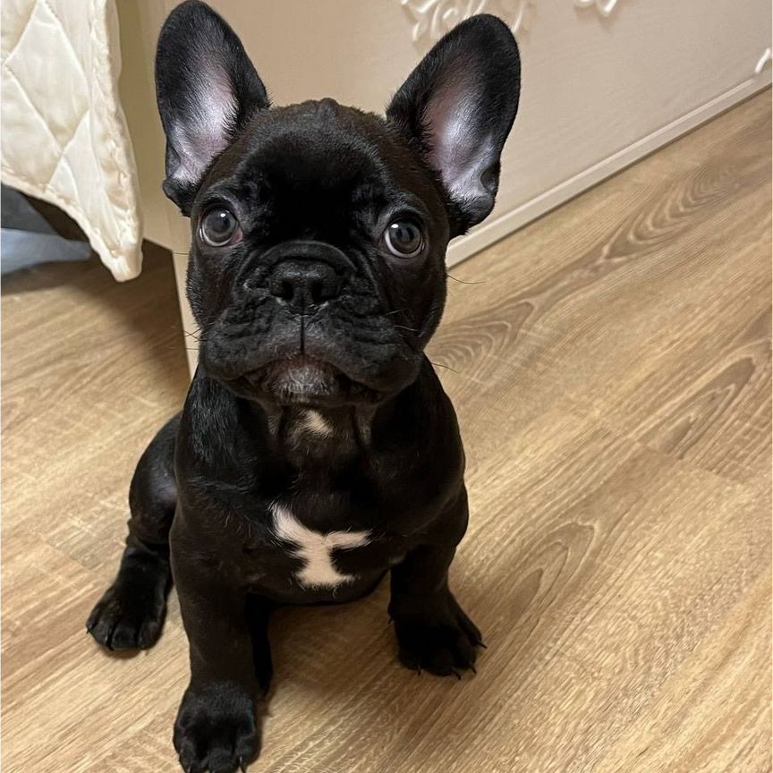 Французский бульдог, щенок