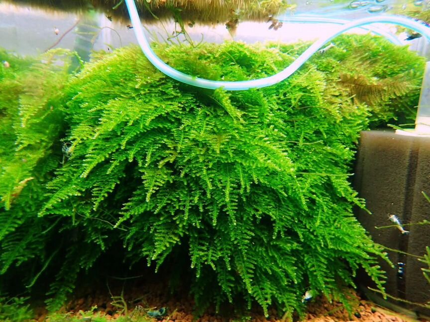 Рождественский мох