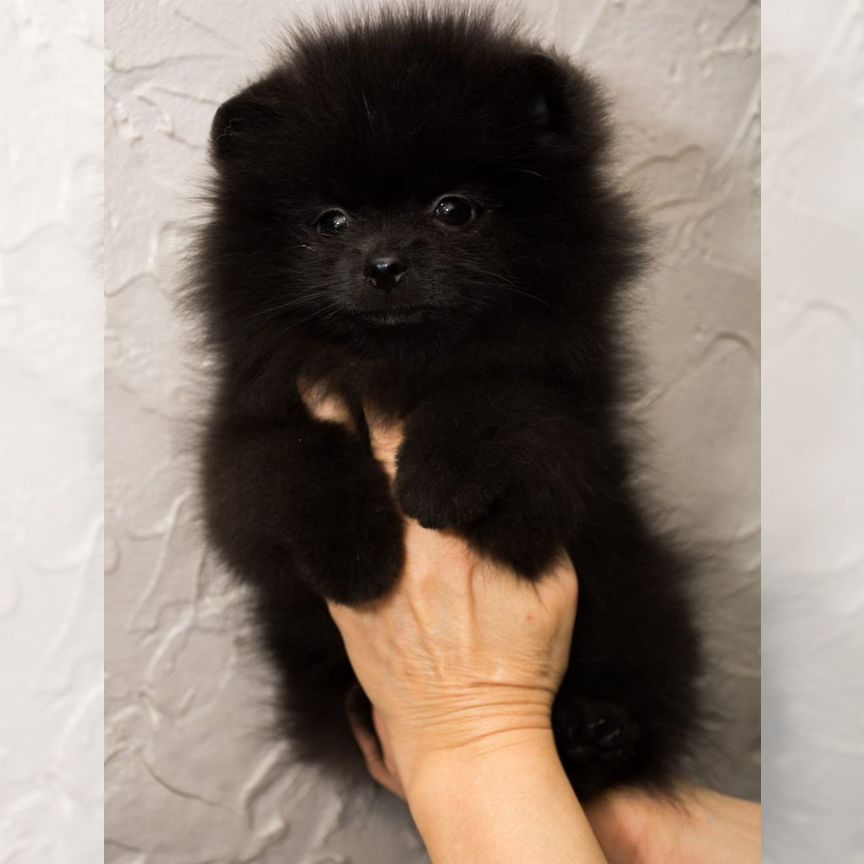 Померанский шпиц, щенок
