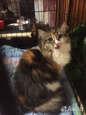 Кошка с несчастной судьбой