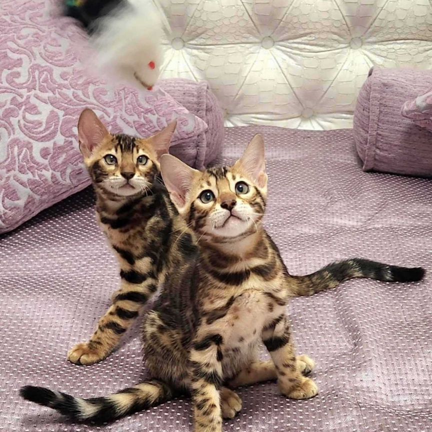 Бенгальские котята с документами