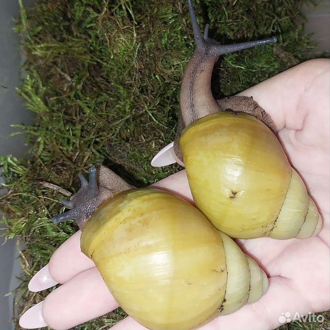 Улитки тигры и иктерики