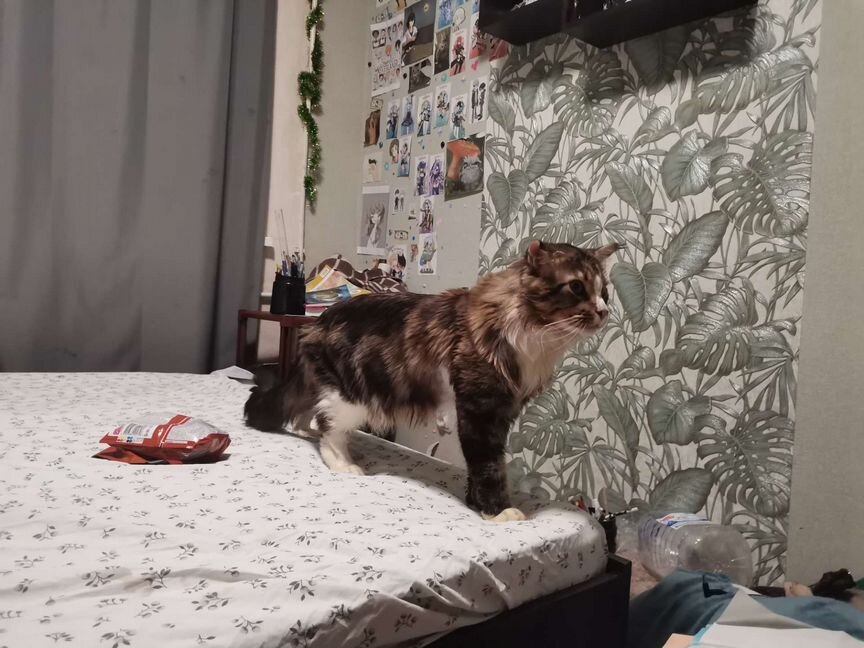 Отдам мейн-кун