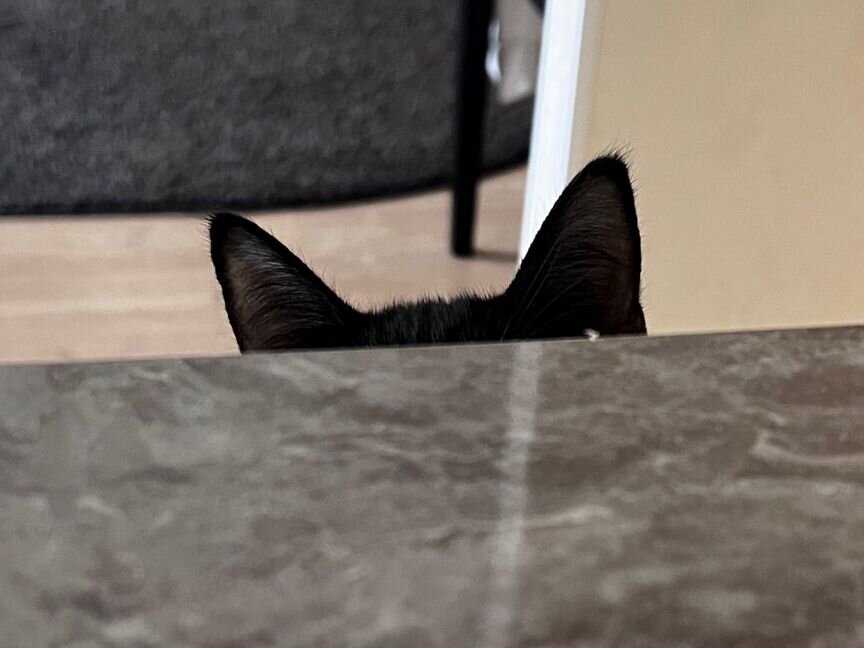 Кошка. Ваш лучший друг