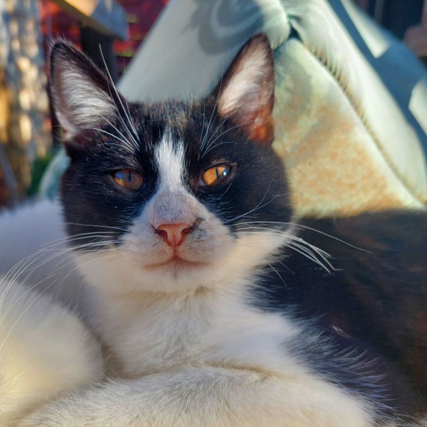 Котята бесплатно