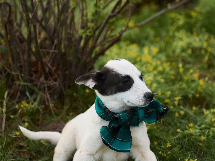 Щенок в добрые руки 3 м