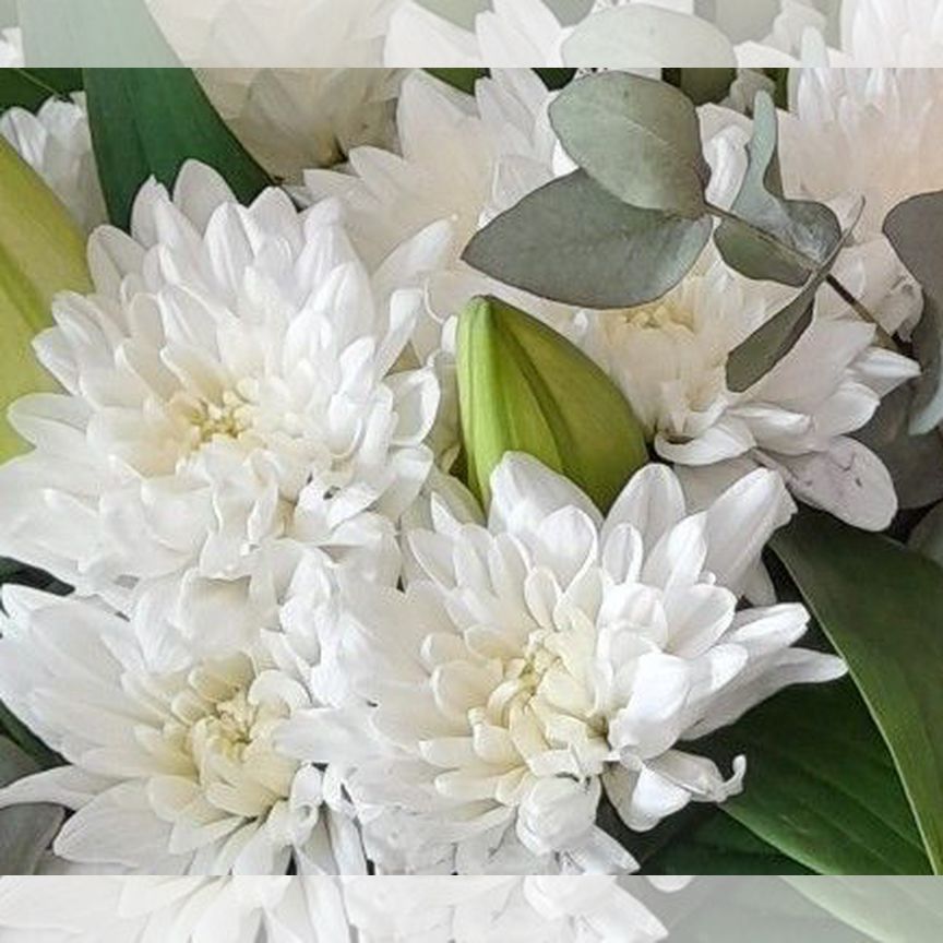 Курицы несушки