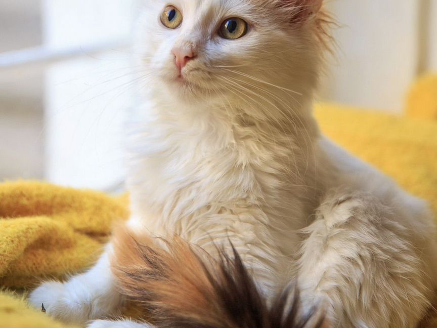 Красивый котёнок девочка бесплатно