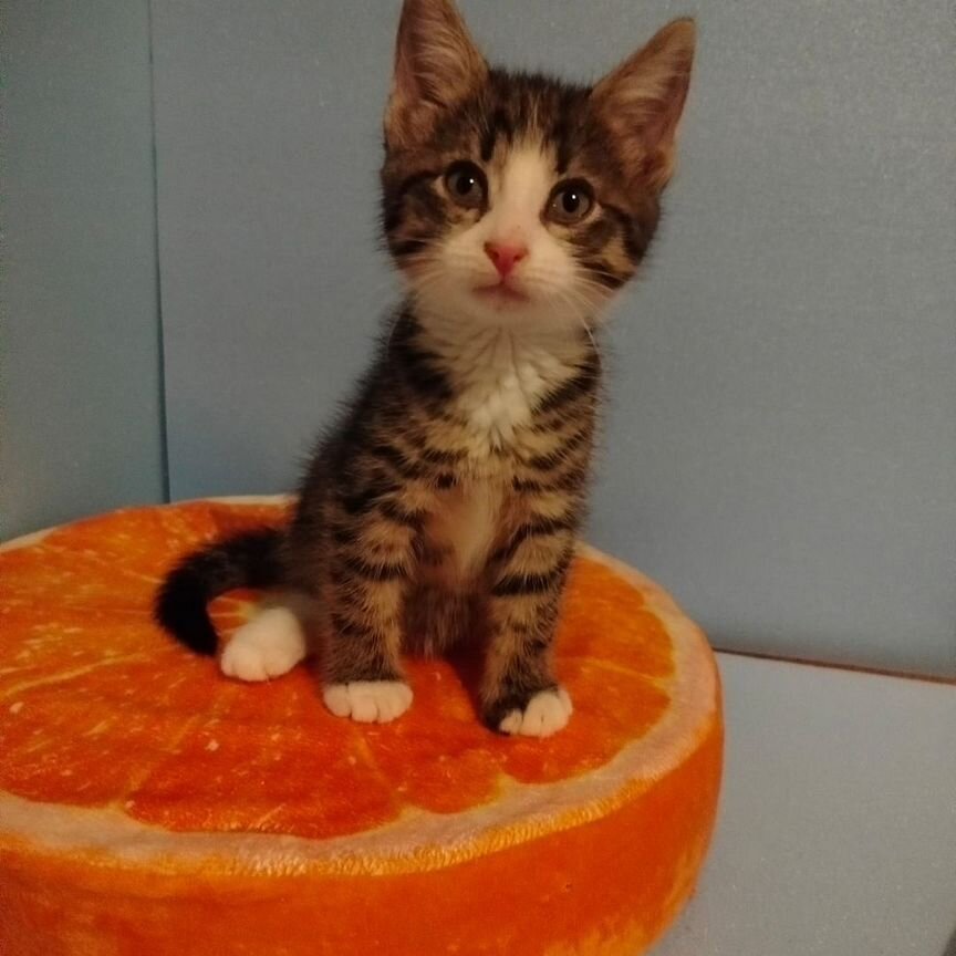Котёнок мальчик в добрые руки