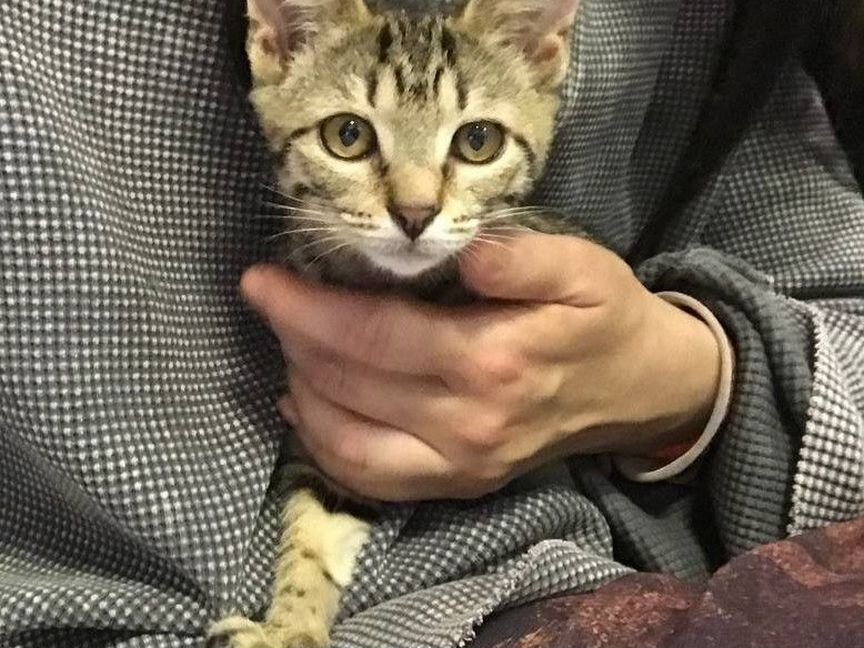 Самая лучшая котодевочка