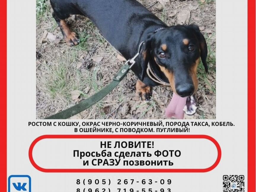 Такса Лаки, 11 месяцев