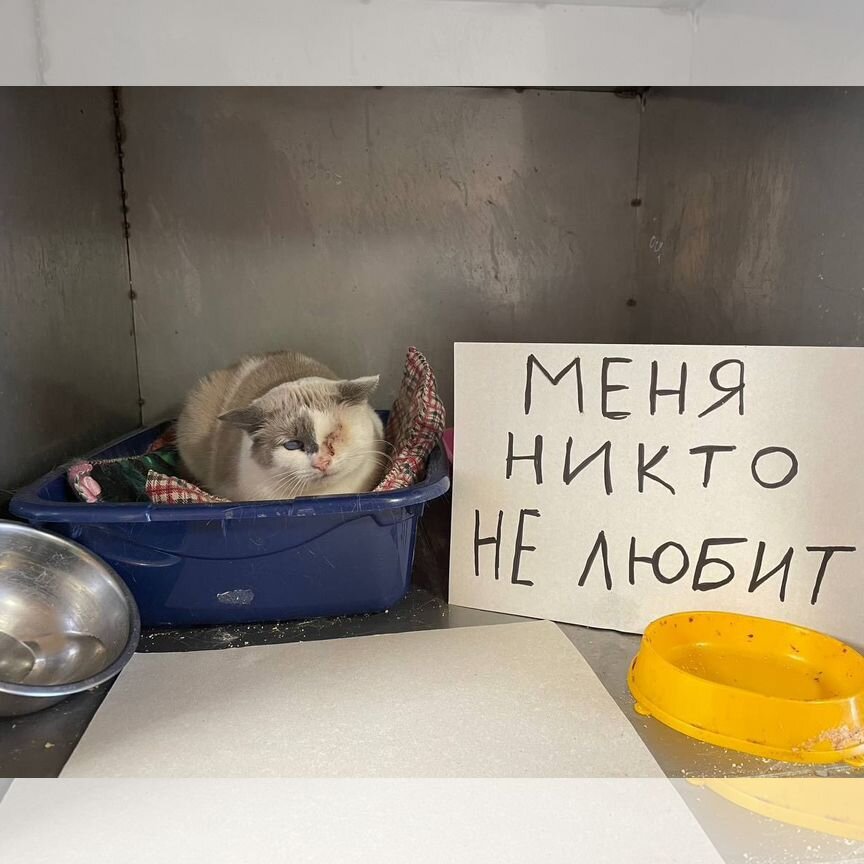 Взрослая, Девочка кошка в добрые руки