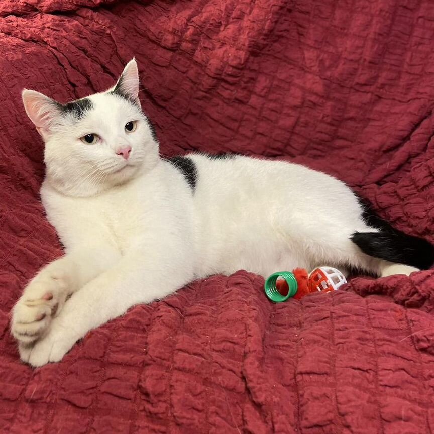 Кот
