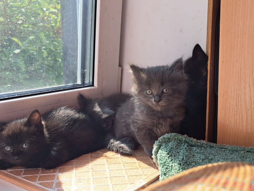 Отдам котят в добрые руки