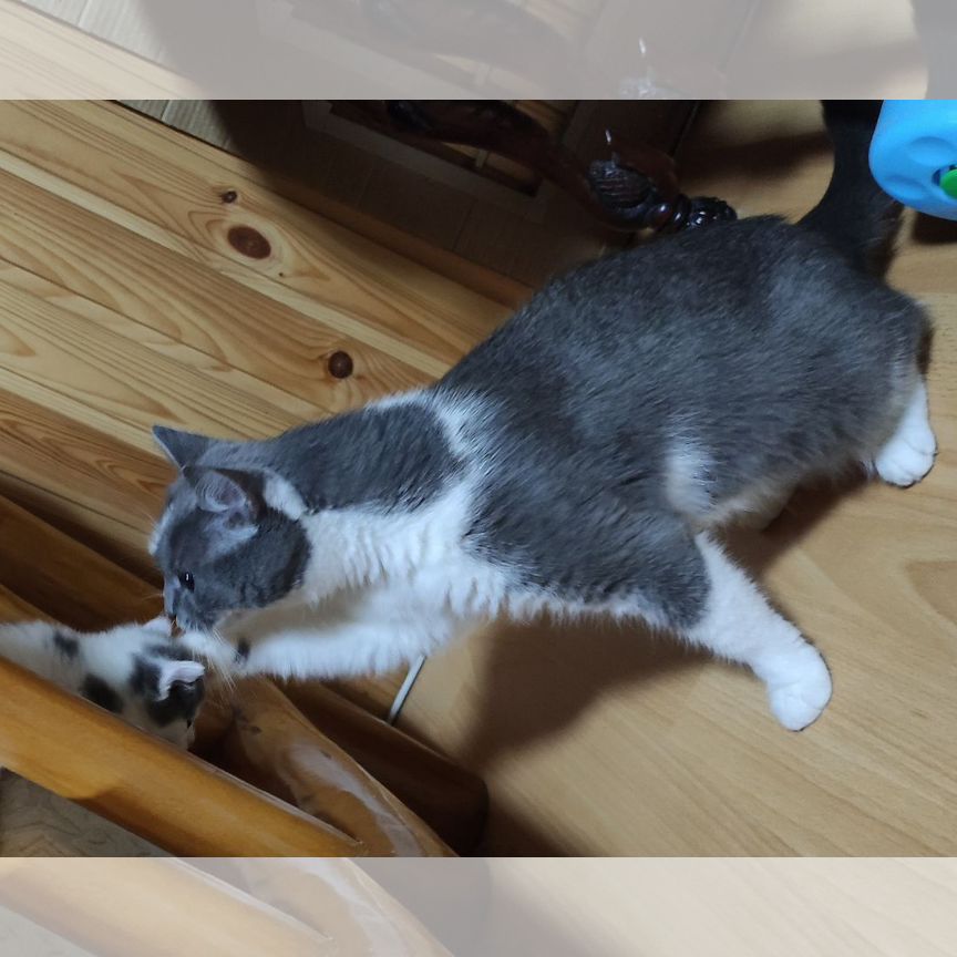 Малыши от домашней мамы кошки