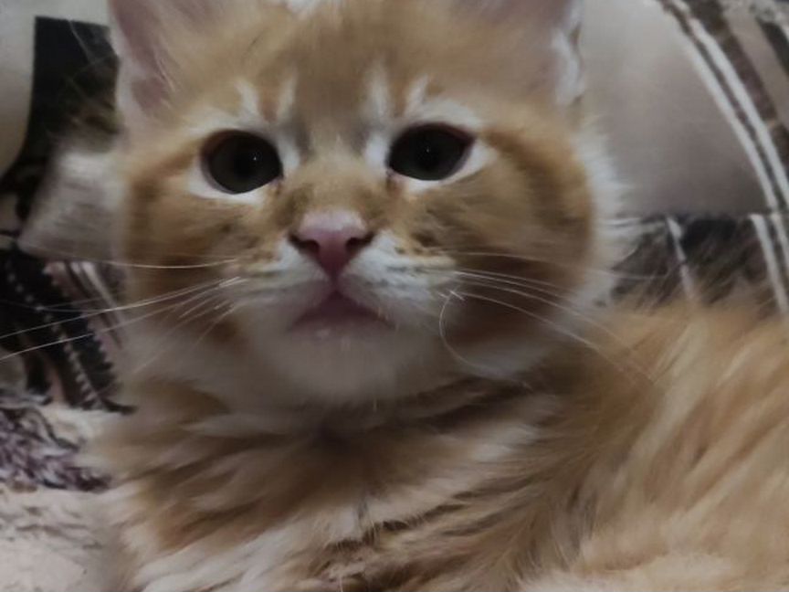 Котята мейн-кун рыжие