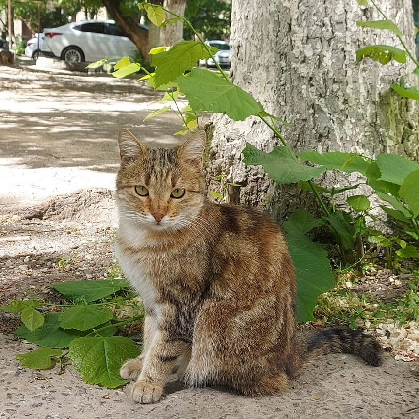 Домашняя кошка выживает на улице