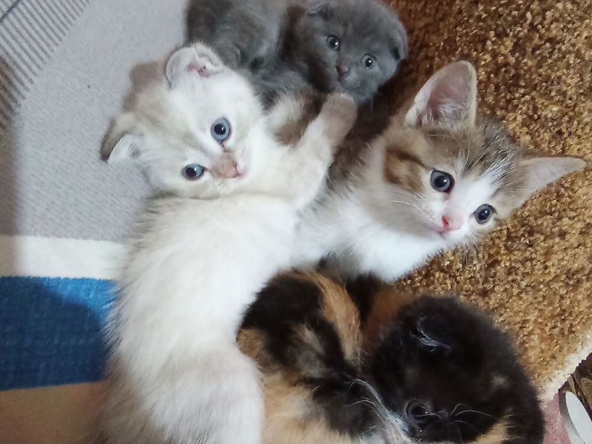 Котята породистые вислоухие