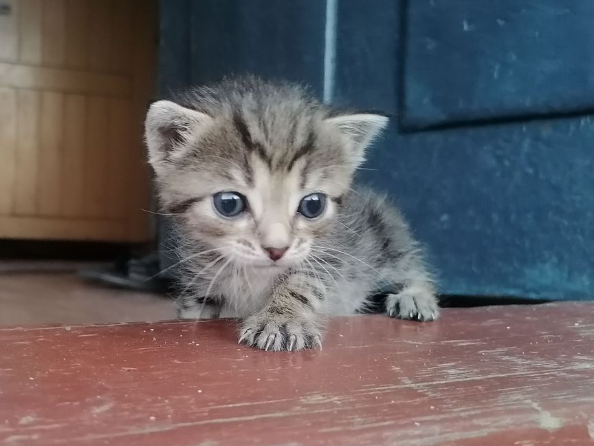 Котенок в добрые руки