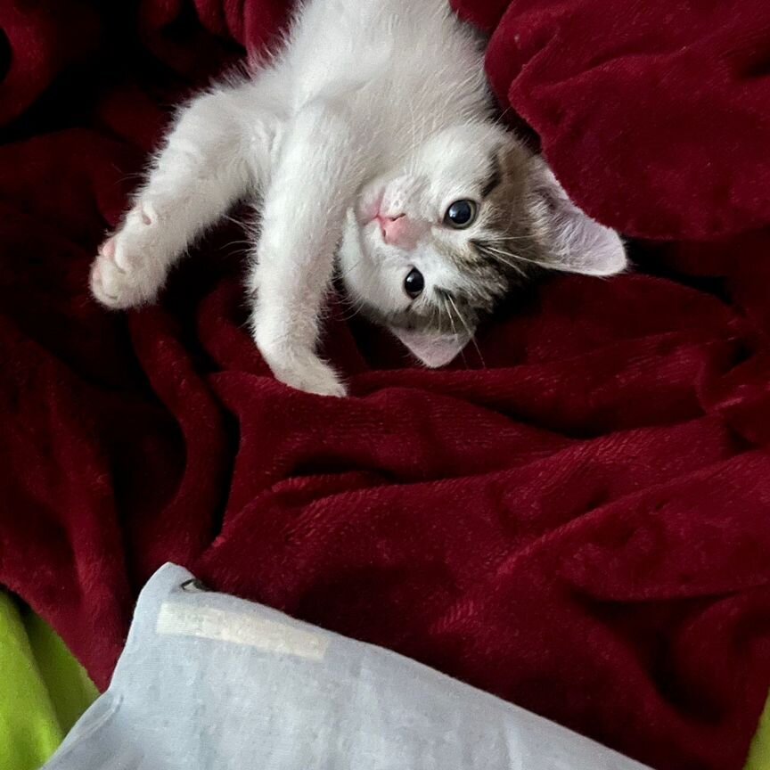 Котёнок в добрые руки