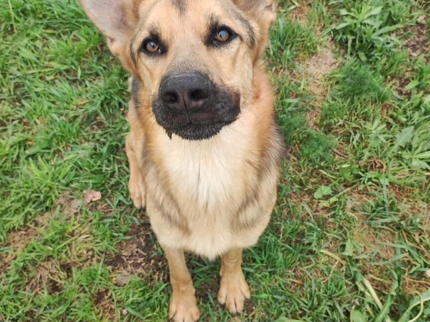 Собака Чипуля овчар ищет дом