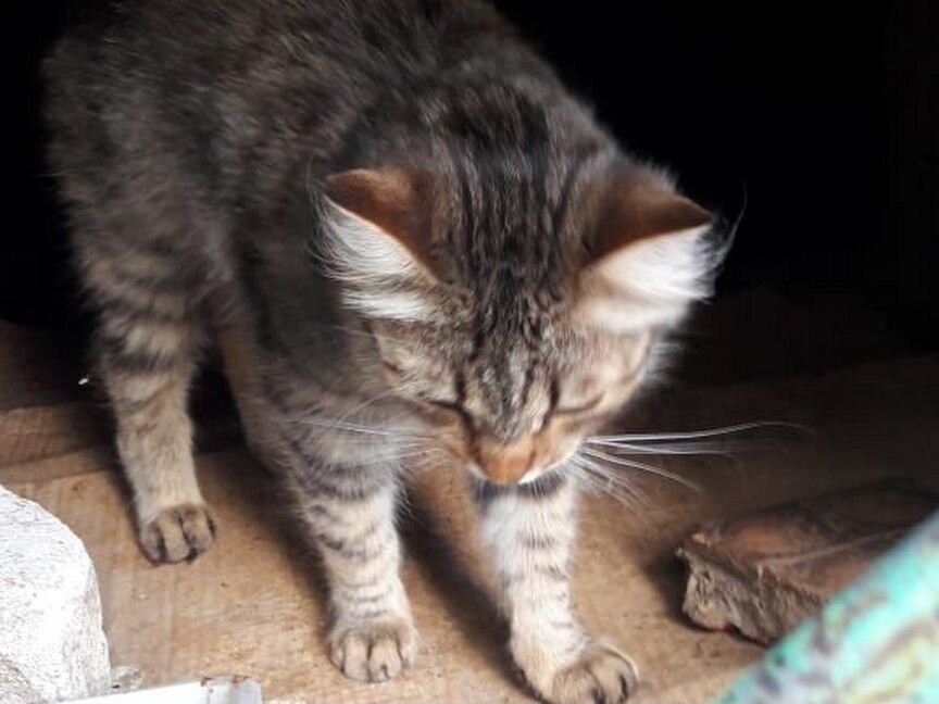 Котёнок