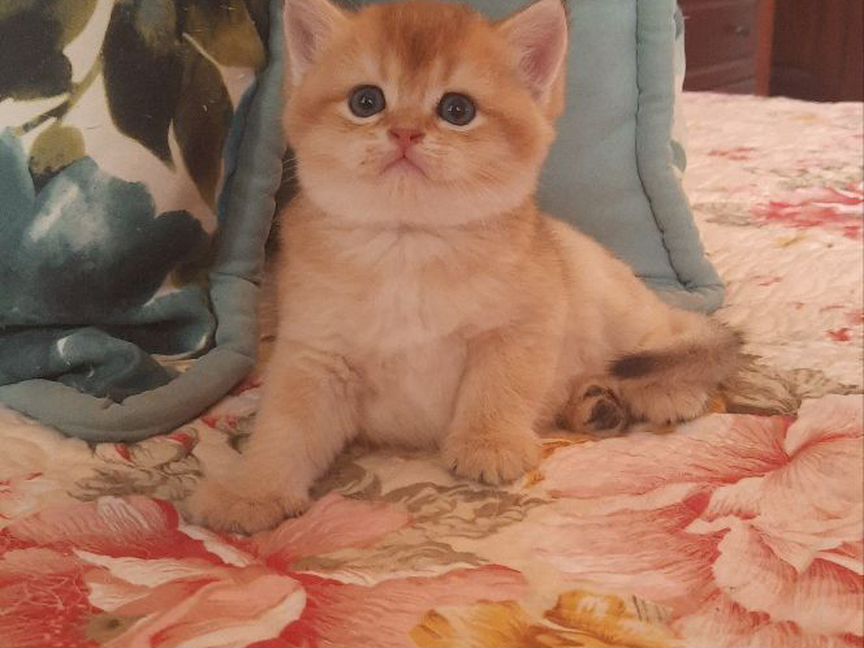 Шотландские золотые шиншиллы котята