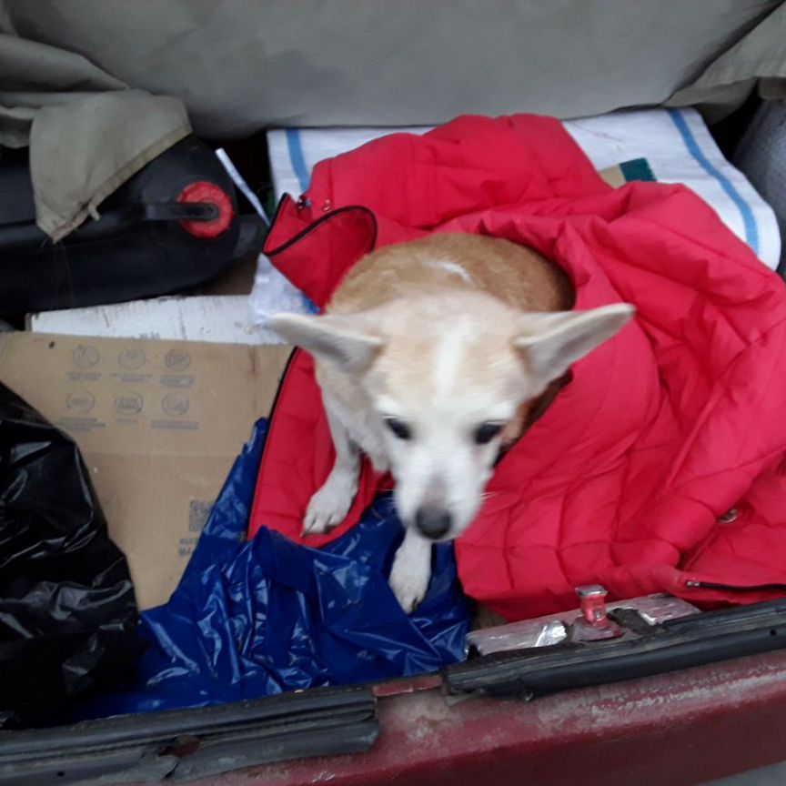 Найдена собака