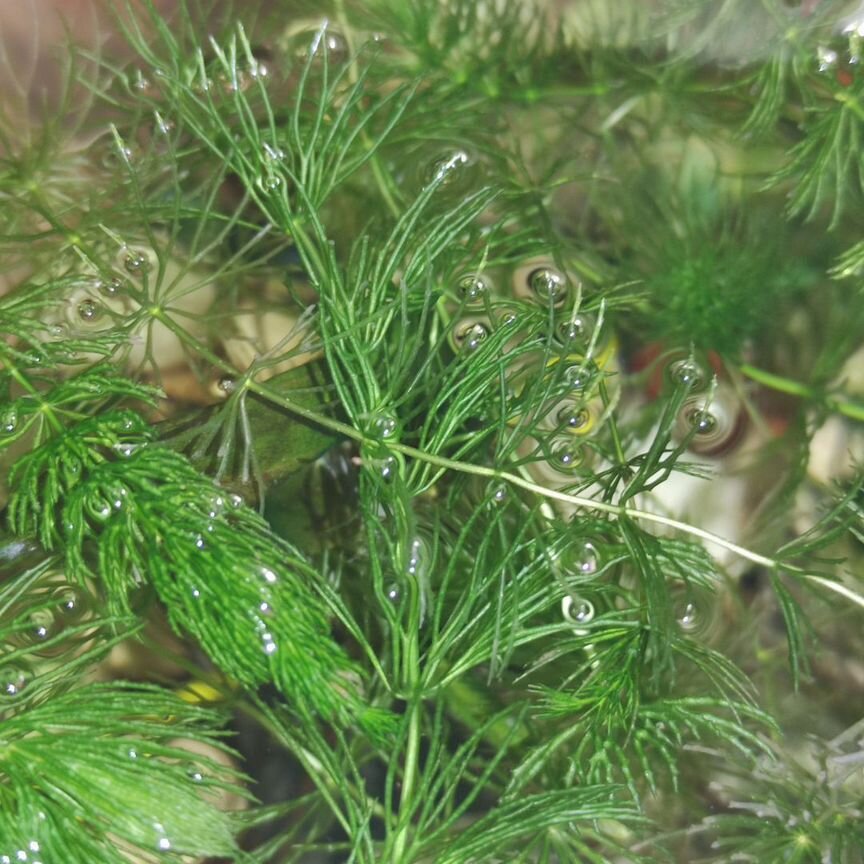 Аквариумные растения