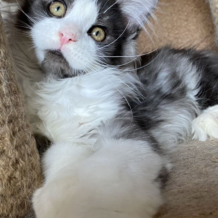 Крупный дымный мальчуган