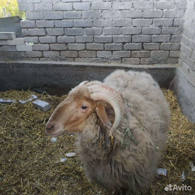 Баран на племя или на мясо