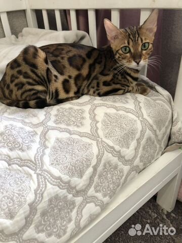 Бенгальские котята