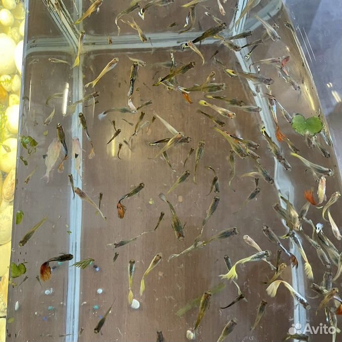 Рыбки гуппи обмен