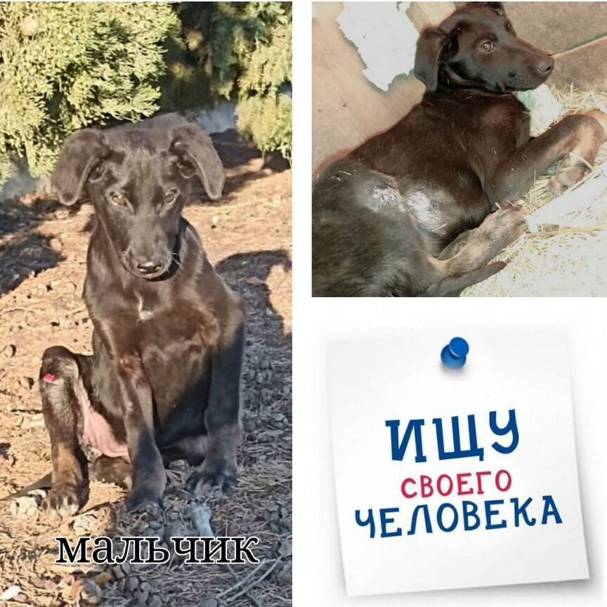 Красивый щенок пропадает на улице