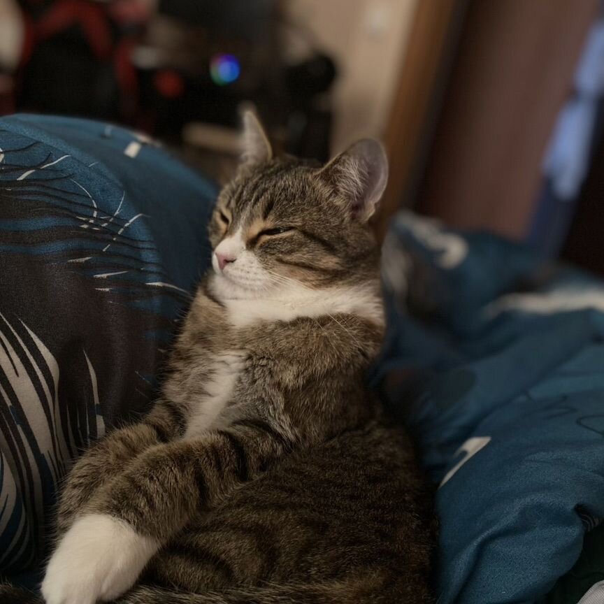 Кошка