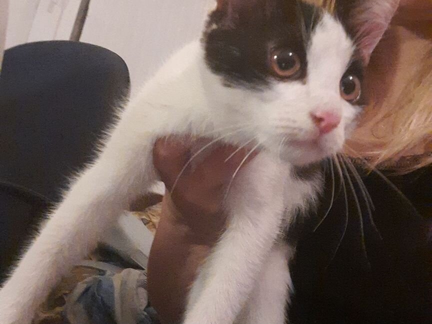 Котенок Гери Шахатный кот)