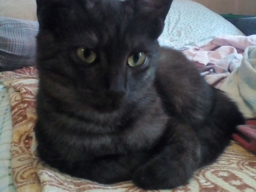 Котик в добрые руки