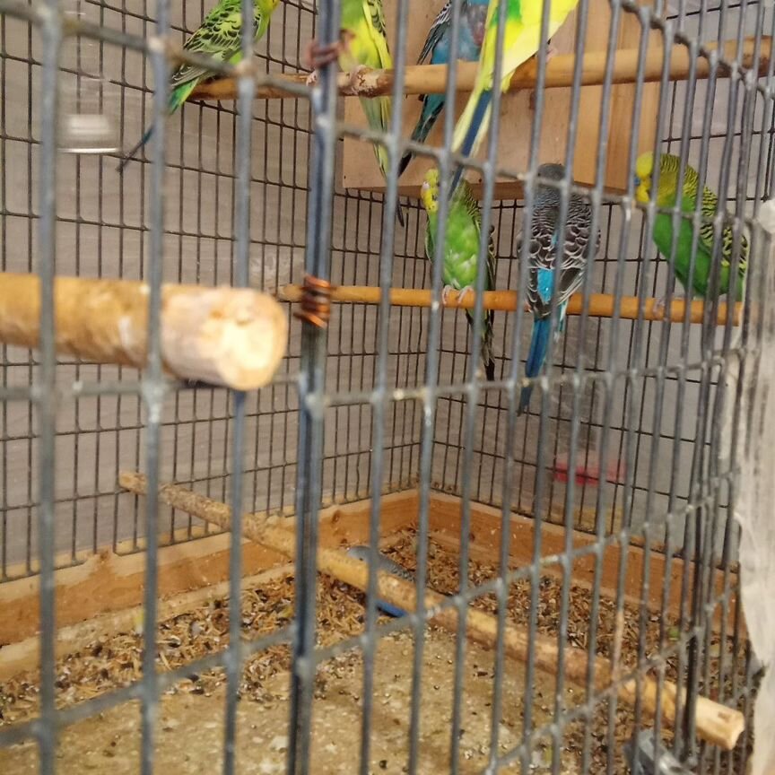 Волнистый попугай