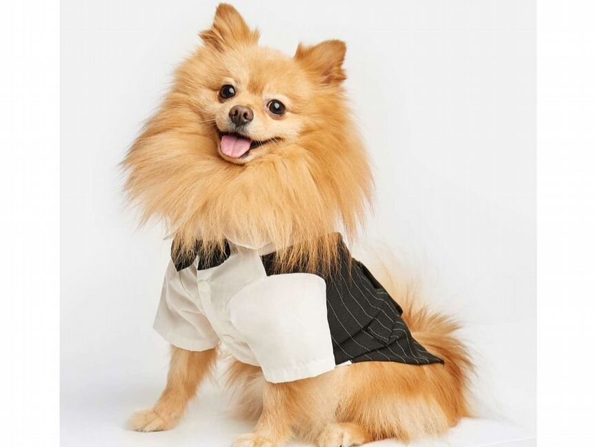 Праздничный костюм-фрак для собак