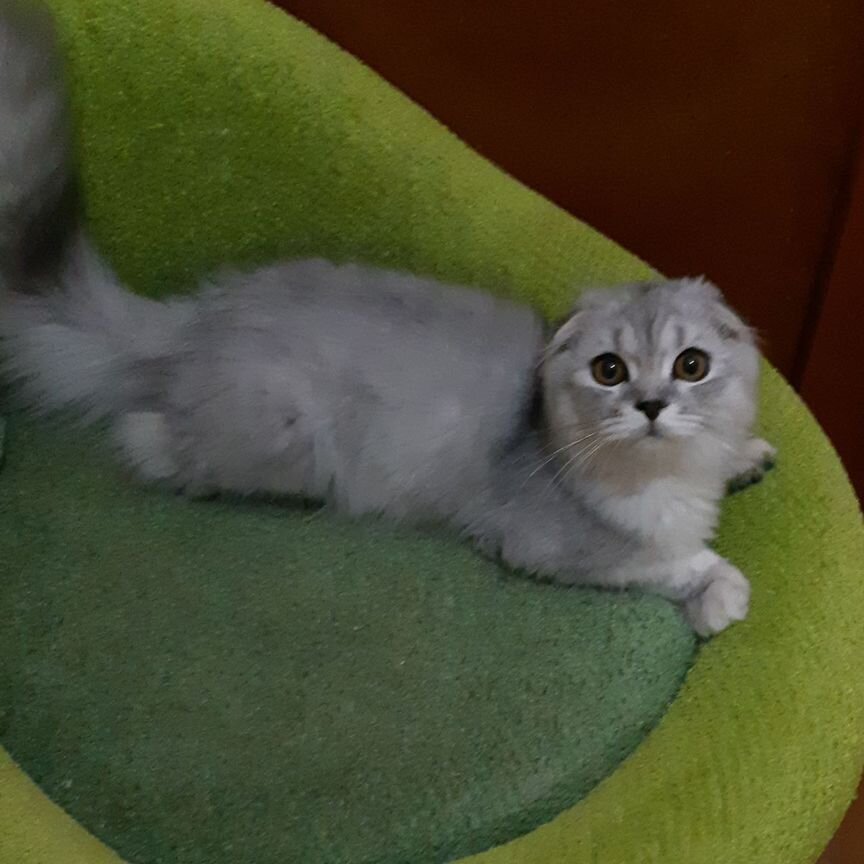 Шотландец вислоухий