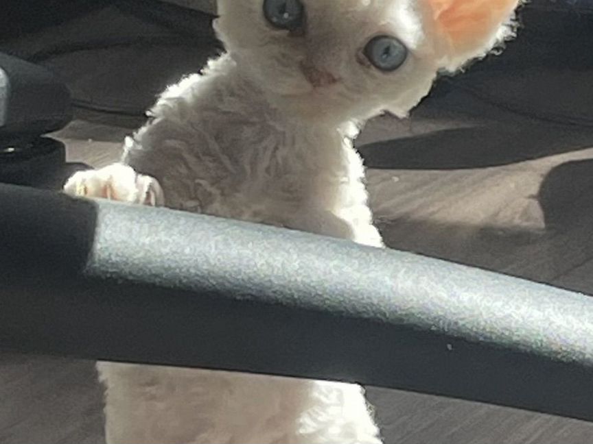 Котята девон-рекс