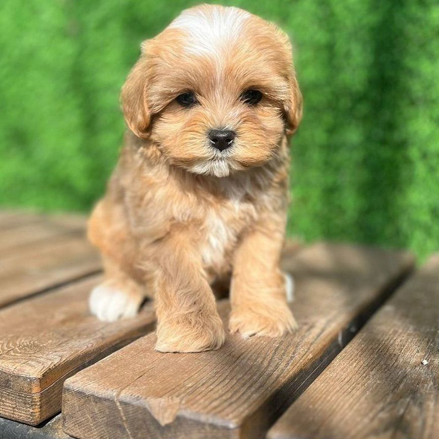 Мальтипу, щенок